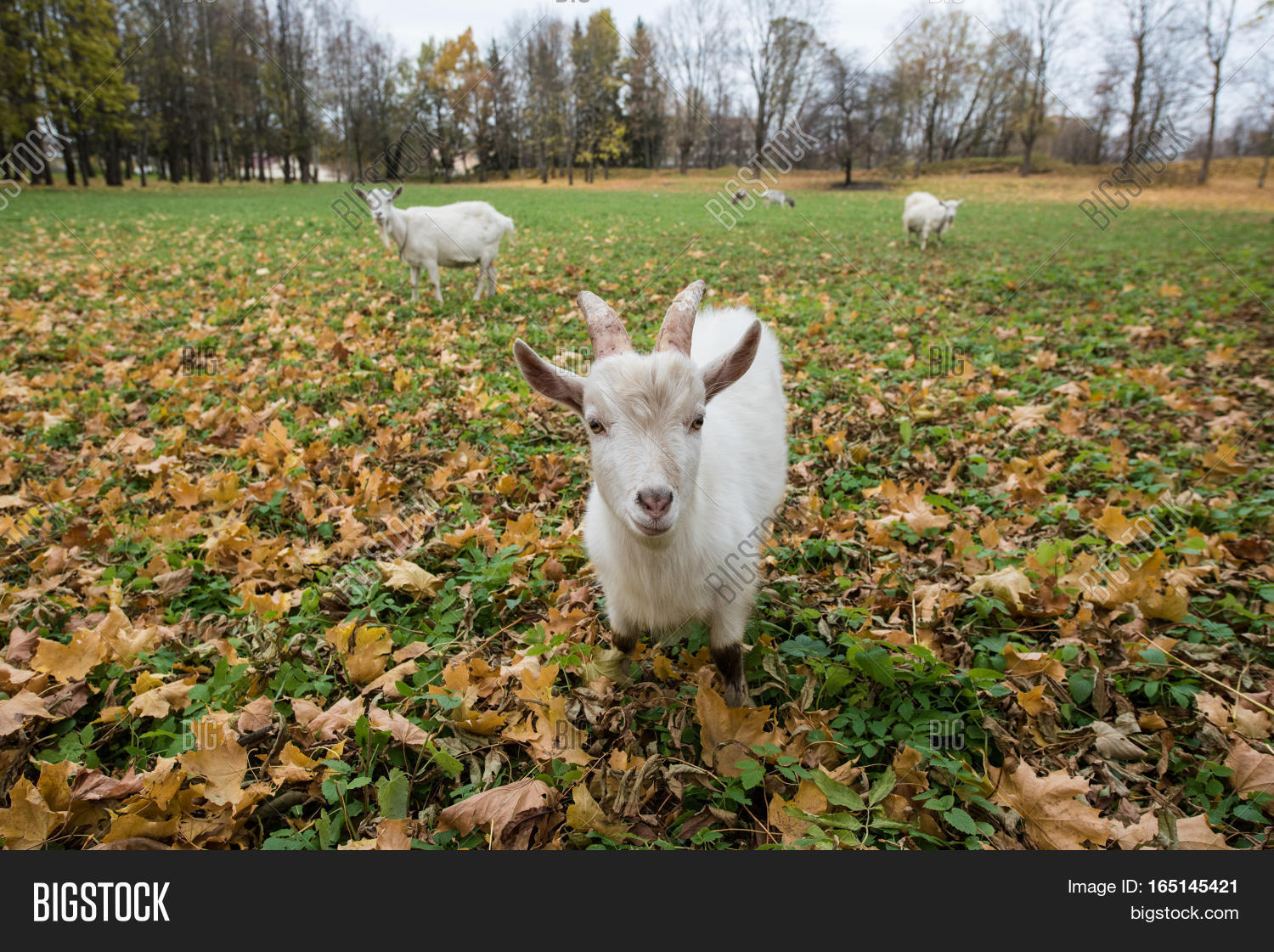 Herd Goats Zaanen Image & Photo (Free Trial) | Bigstock