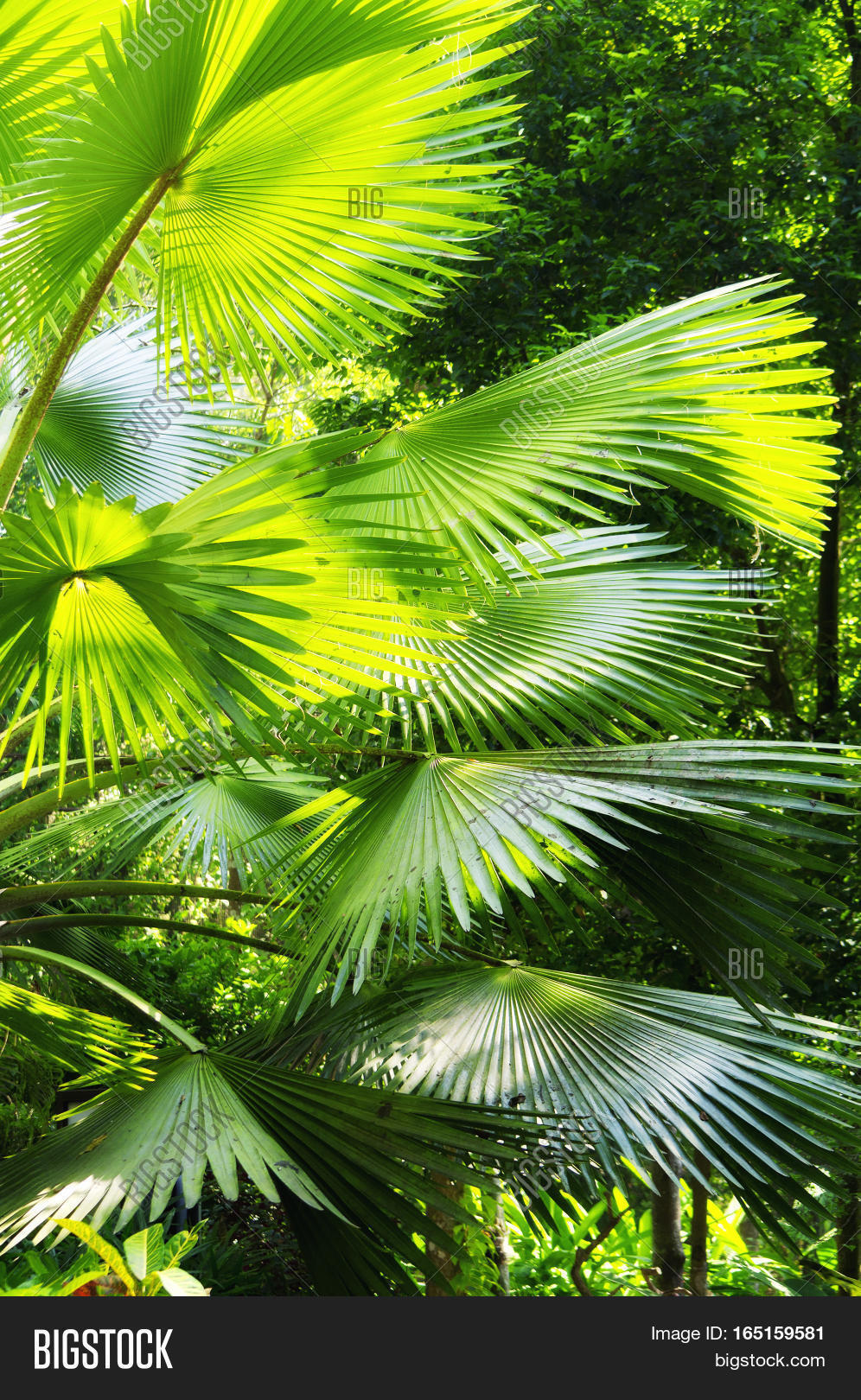 Leaves Palm Plant Image & Photo (Free Trial) | Bigstock