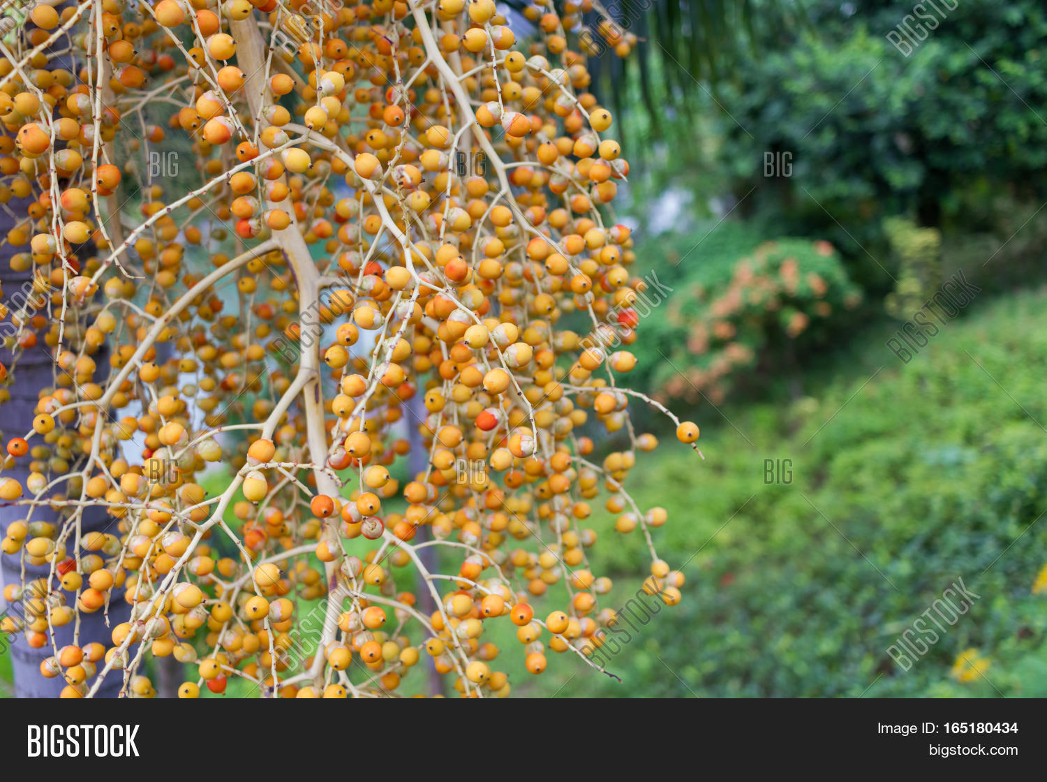 Areca Nut Areca Palm Image & Photo (Free Trial) | Bigstock