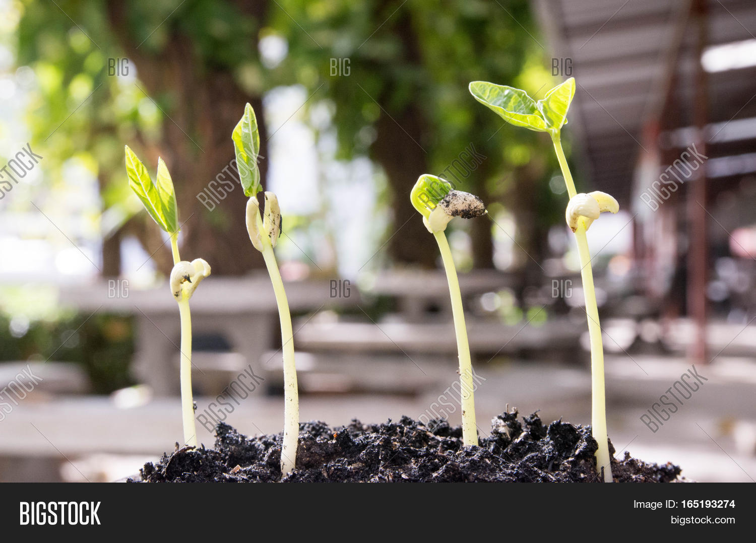 Seed Tree, Seeding, Image & Photo (Free Trial) | Bigstock