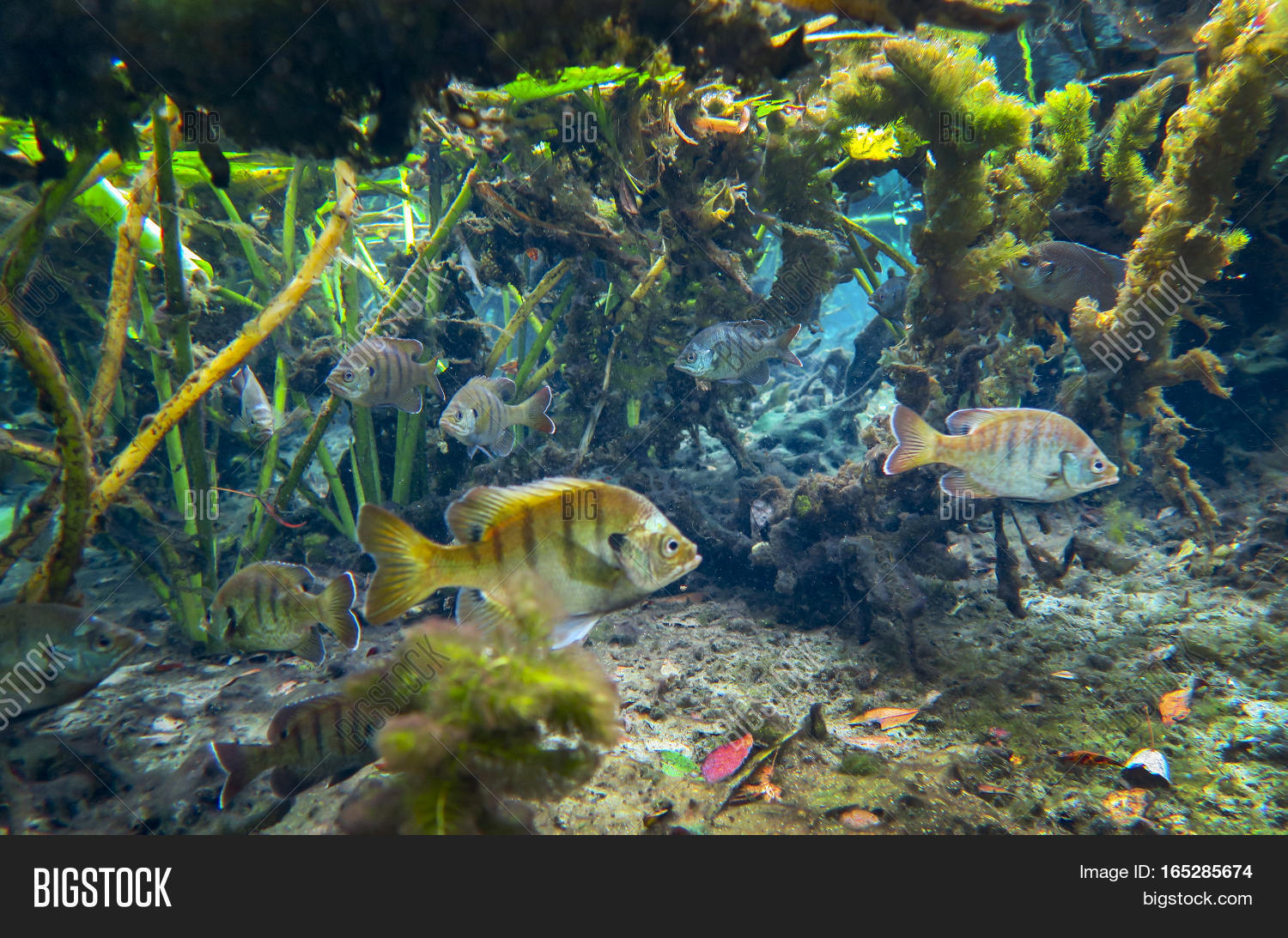 School Bluegill Swim Image & Photo (Free Trial) | Bigstock
