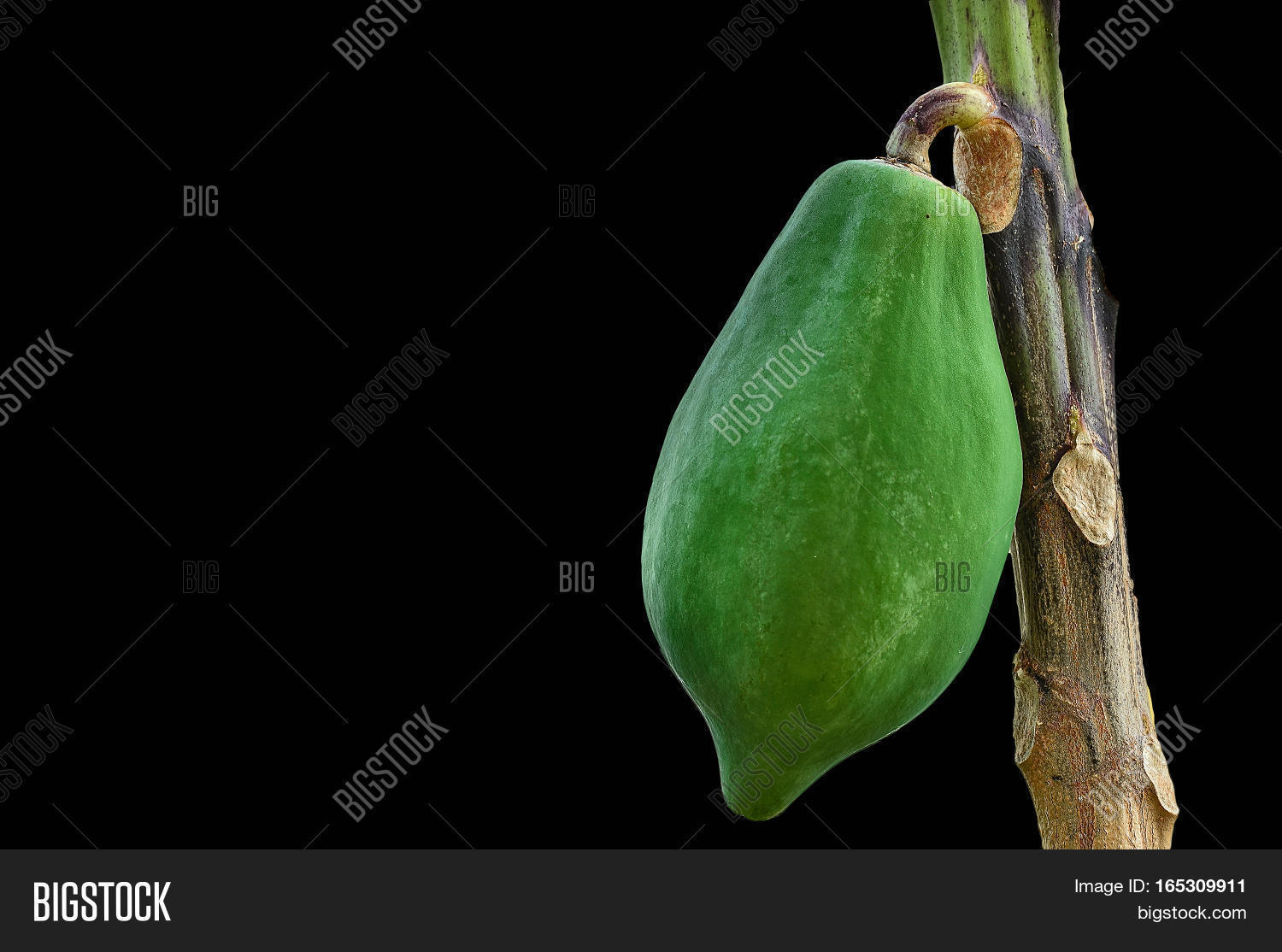 Papaya Tree Single Image & Photo (Free Trial) | Bigstock