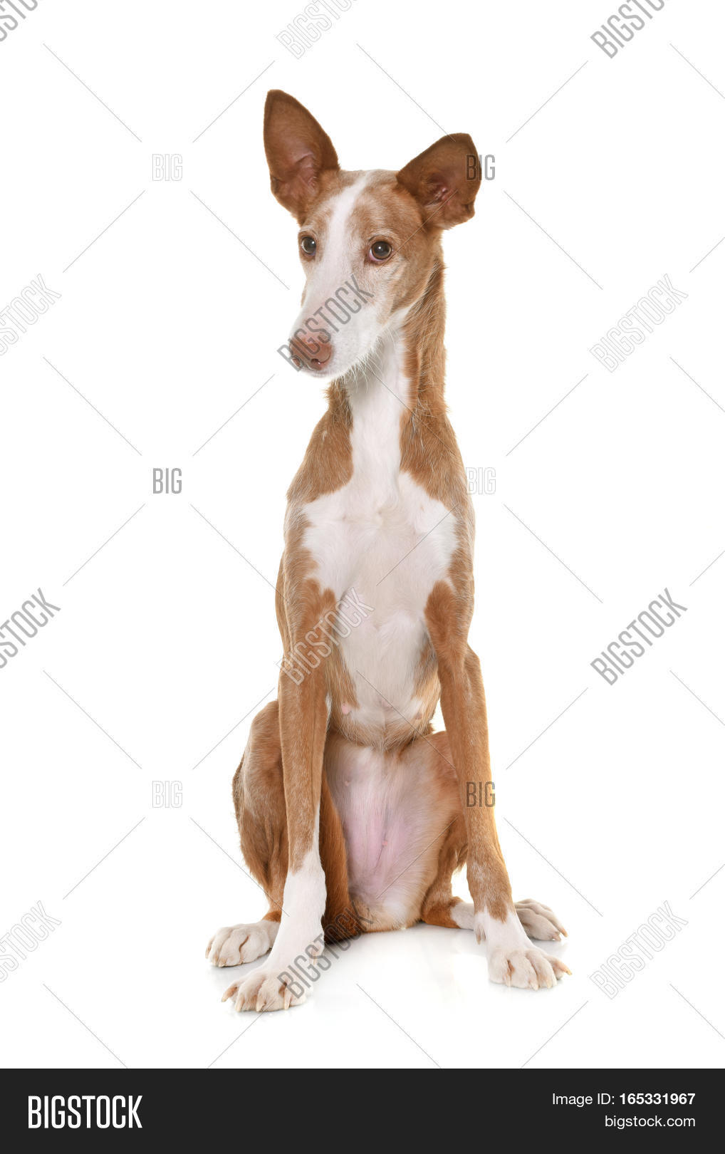 Podenco Ibicenco Front Image & Photo (Free Trial) | Bigstock