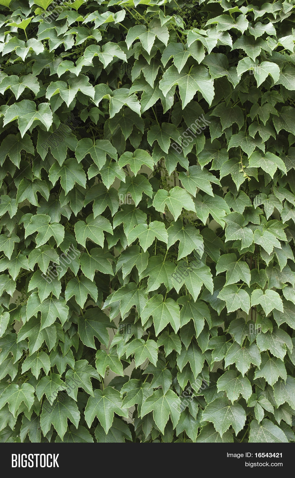 Virginia Creeper Image & Photo (Free Trial) | Bigstock