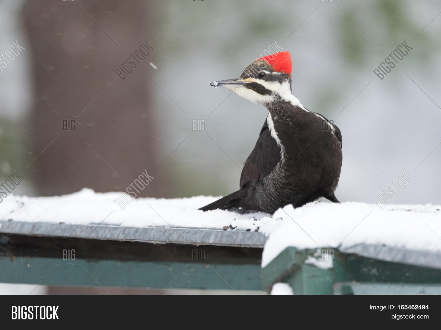 Pileated Woodpecker ( Image & Photo (Free Trial) | Bigstock