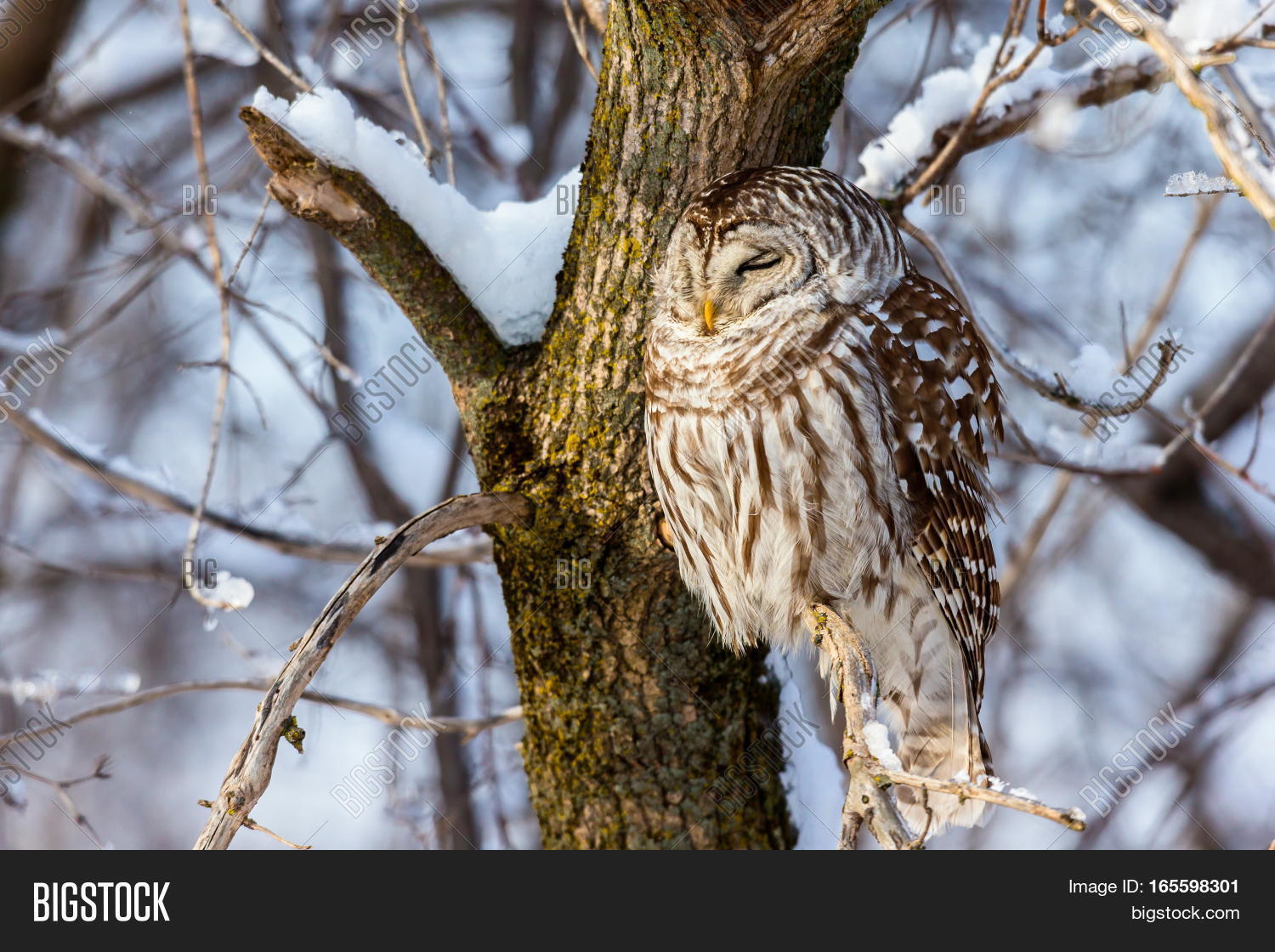 Barred Owl Large Image & Photo (Free Trial) | Bigstock