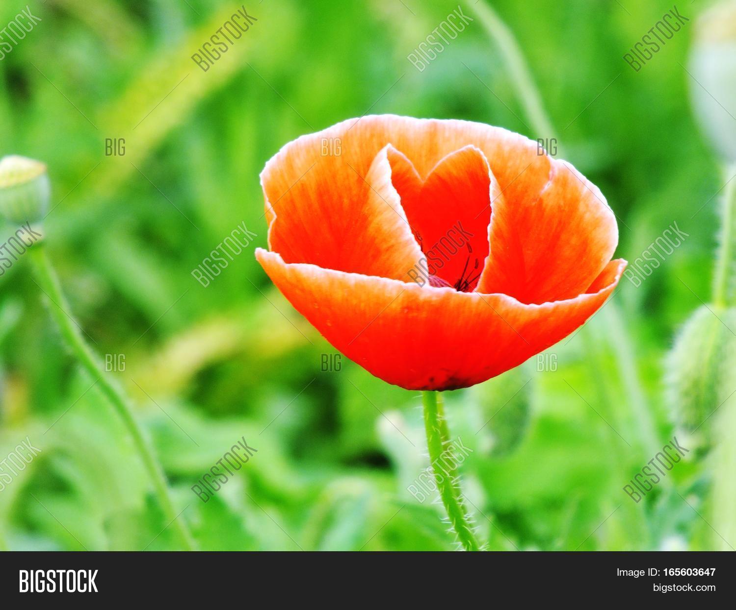 Red Poppy Blooming On Image & Photo (Free Trial) | Bigstock