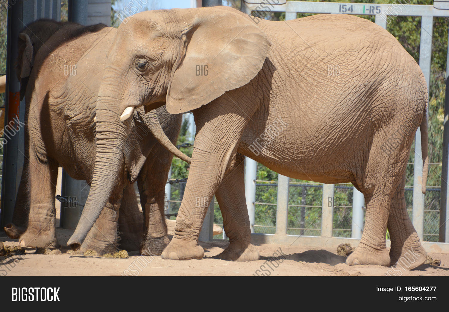 Elephants Large Image & Photo (Free Trial) | Bigstock