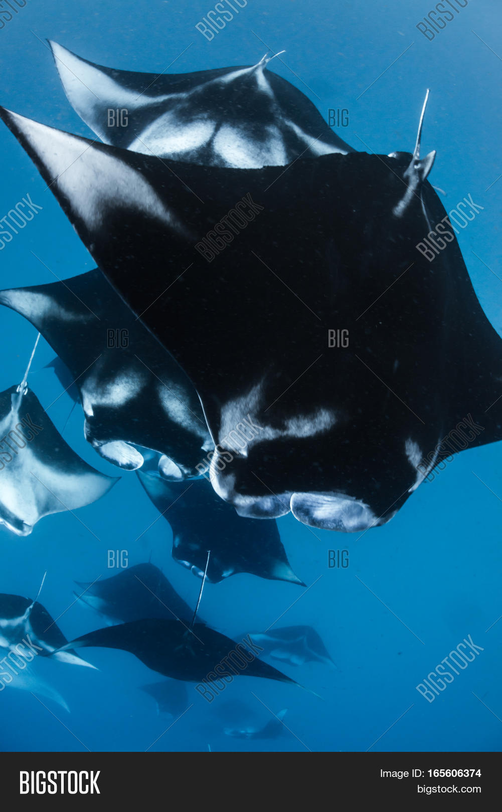 School Manta Ray Image & Photo (Free Trial) | Bigstock