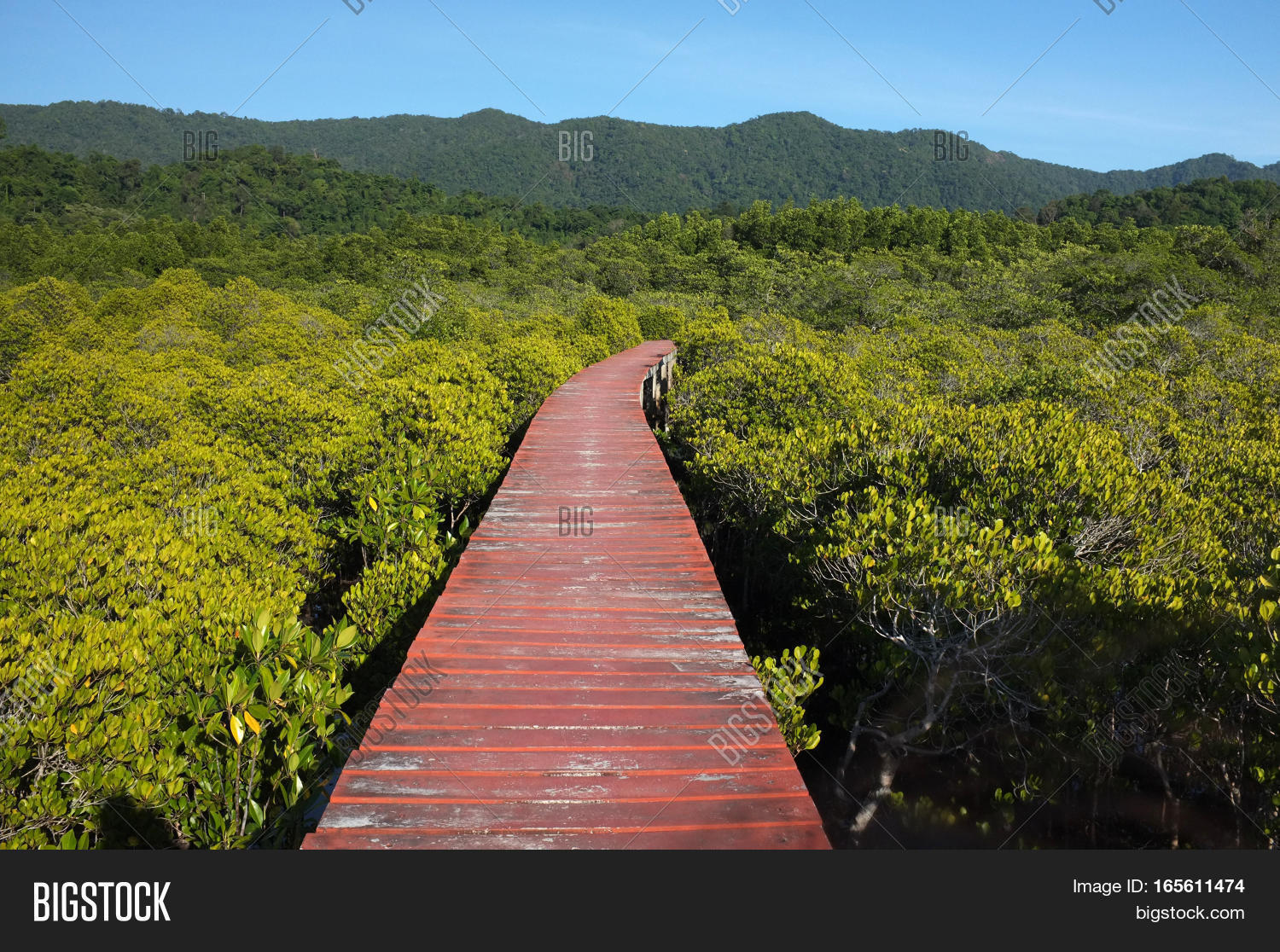 Mangrove Forest Wood Image & Photo (Free Trial) | Bigstock