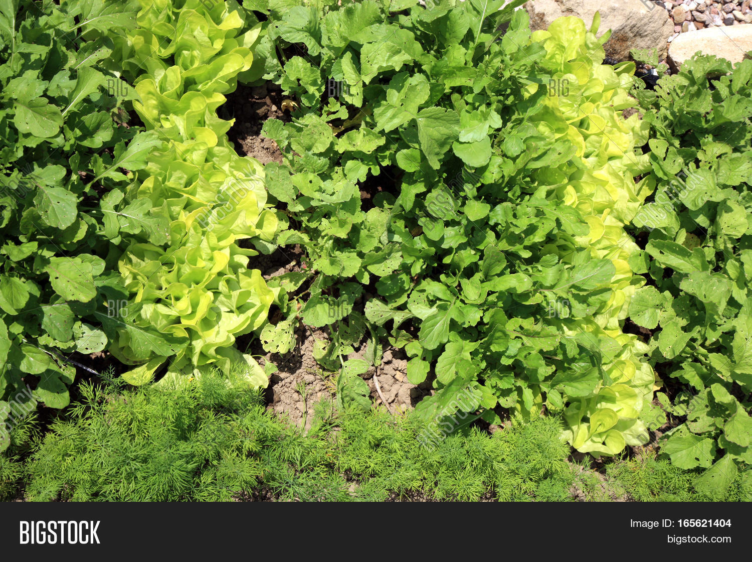 Young Lettuce Radish Image & Photo (Free Trial) | Bigstock