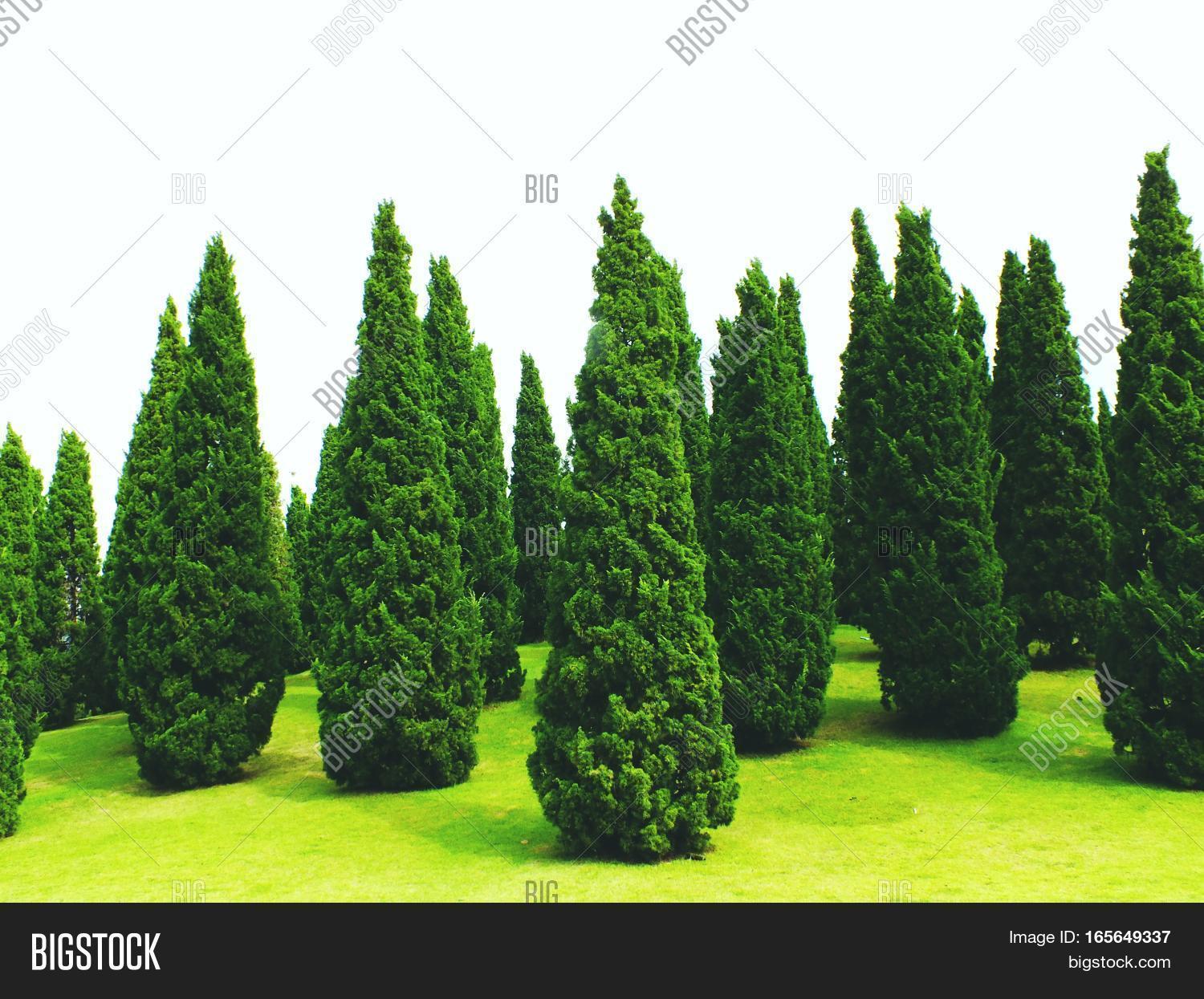 Beautiful Pine Trees Image & Photo (Free Trial) | Bigstock