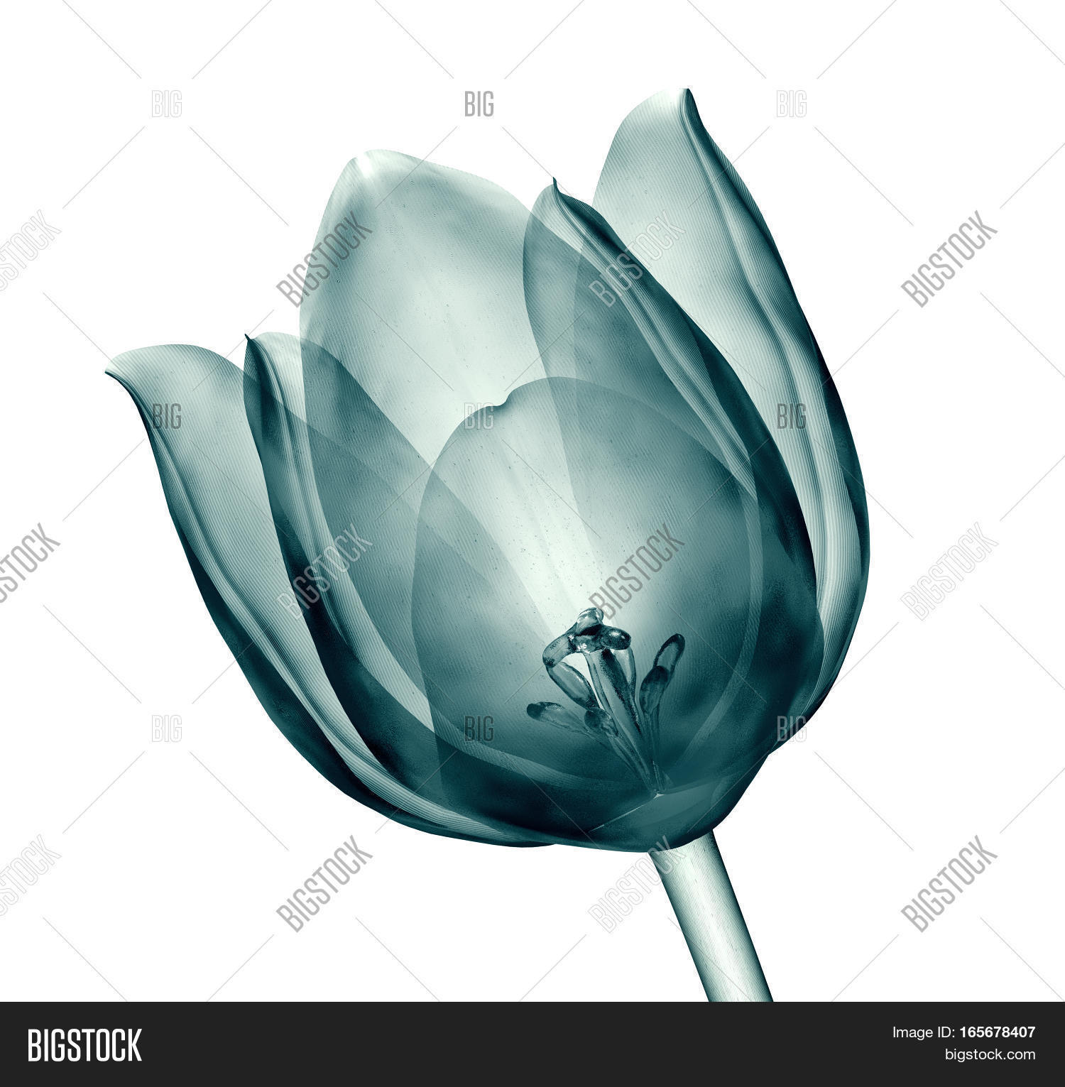 X-ray Image Flower Image & Photo (Free Trial) | Bigstock