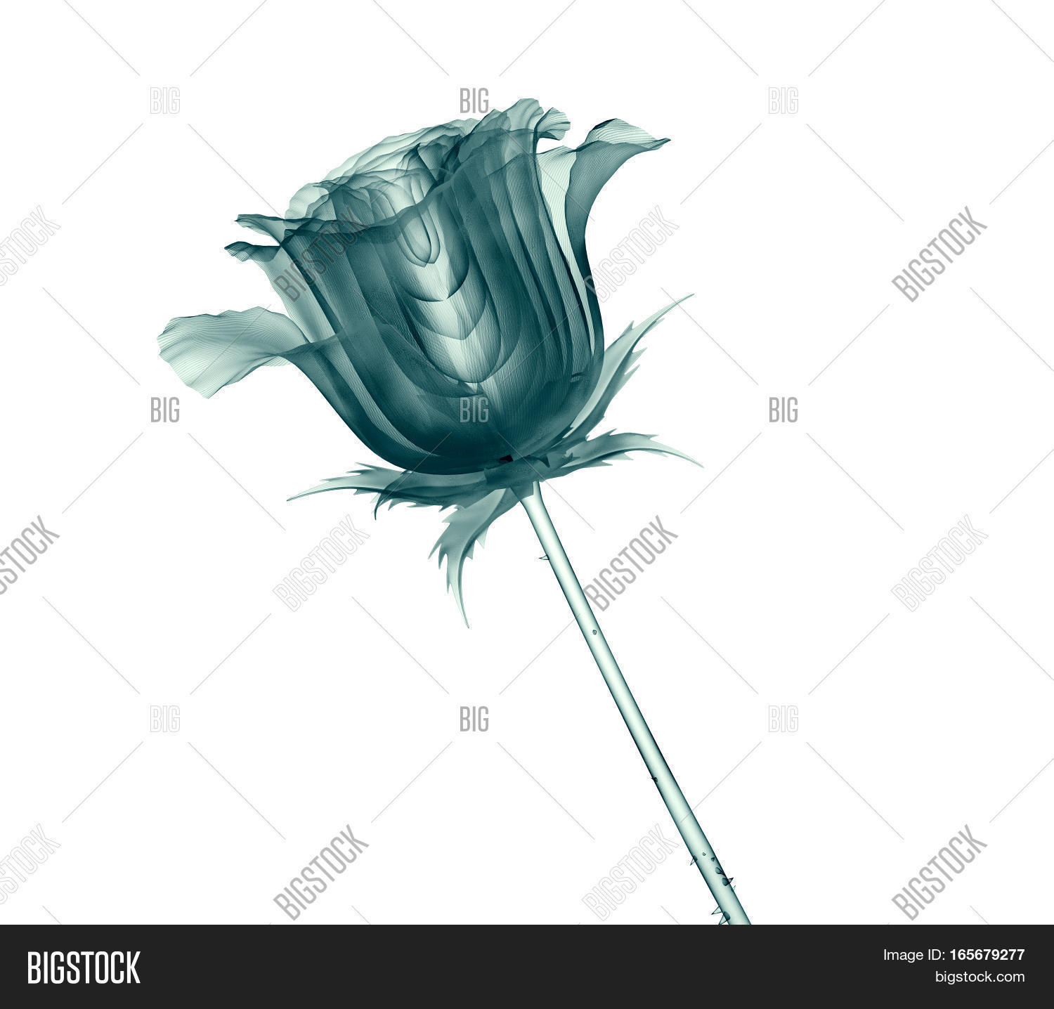 X-ray Image Flower Image & Photo (Free Trial) | Bigstock