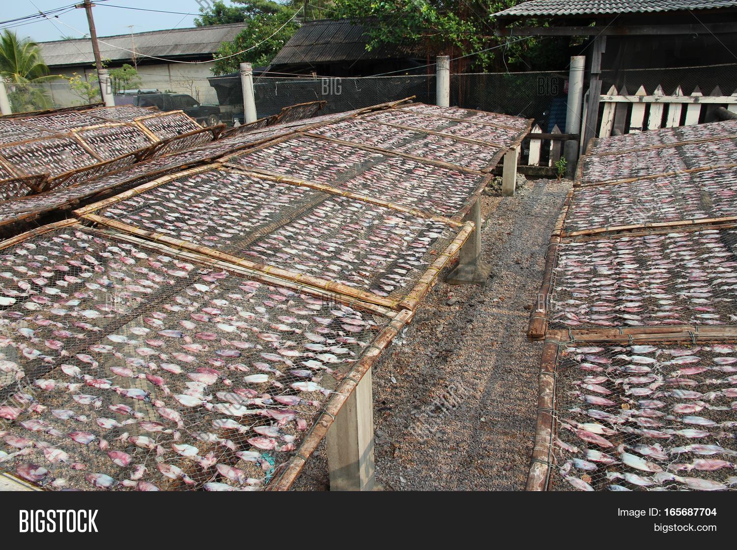 Drying Squids Image & Photo (Free Trial) | Bigstock