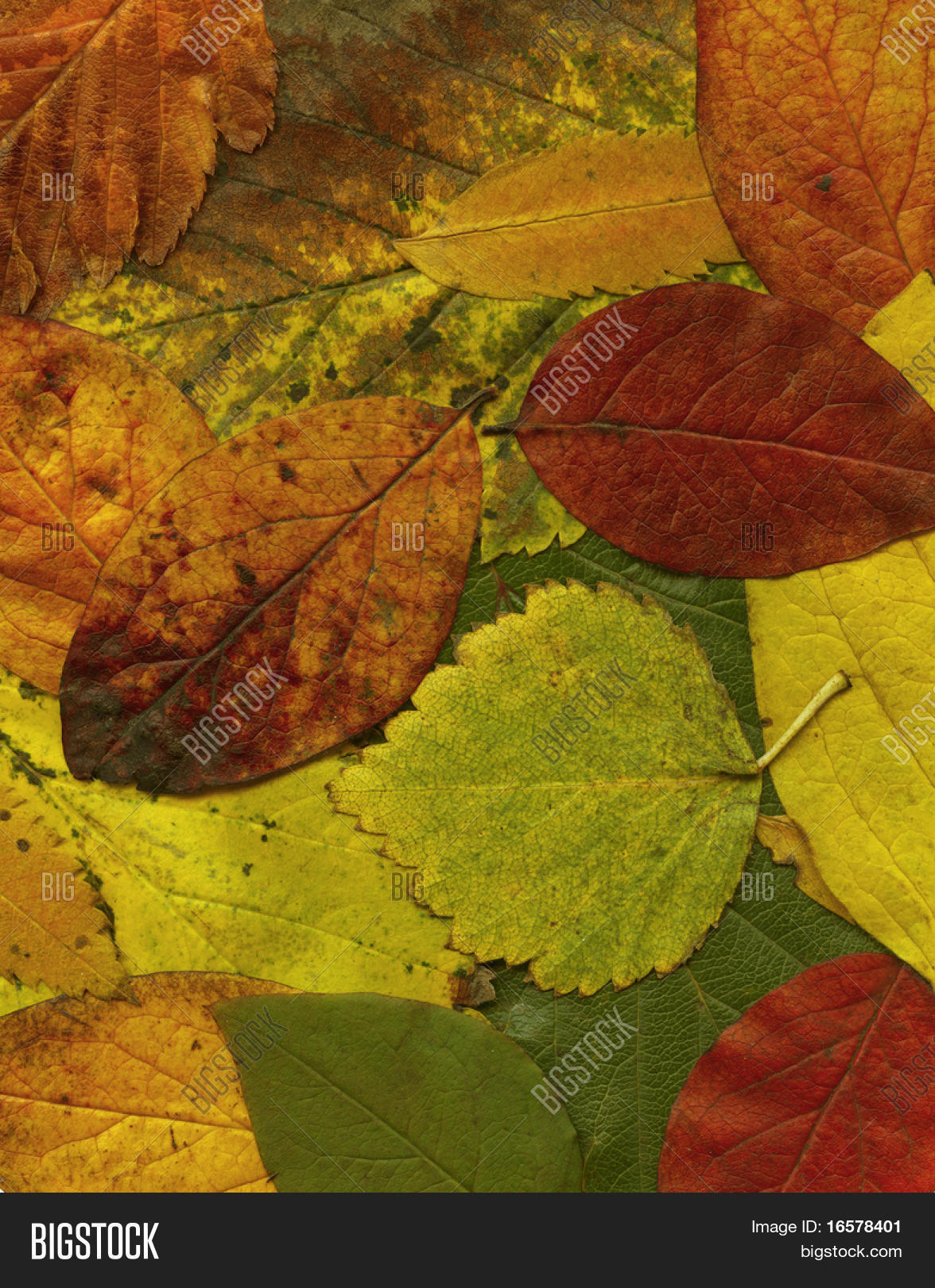 Huge Background Autumn Image & Photo (Free Trial) | Bigstock