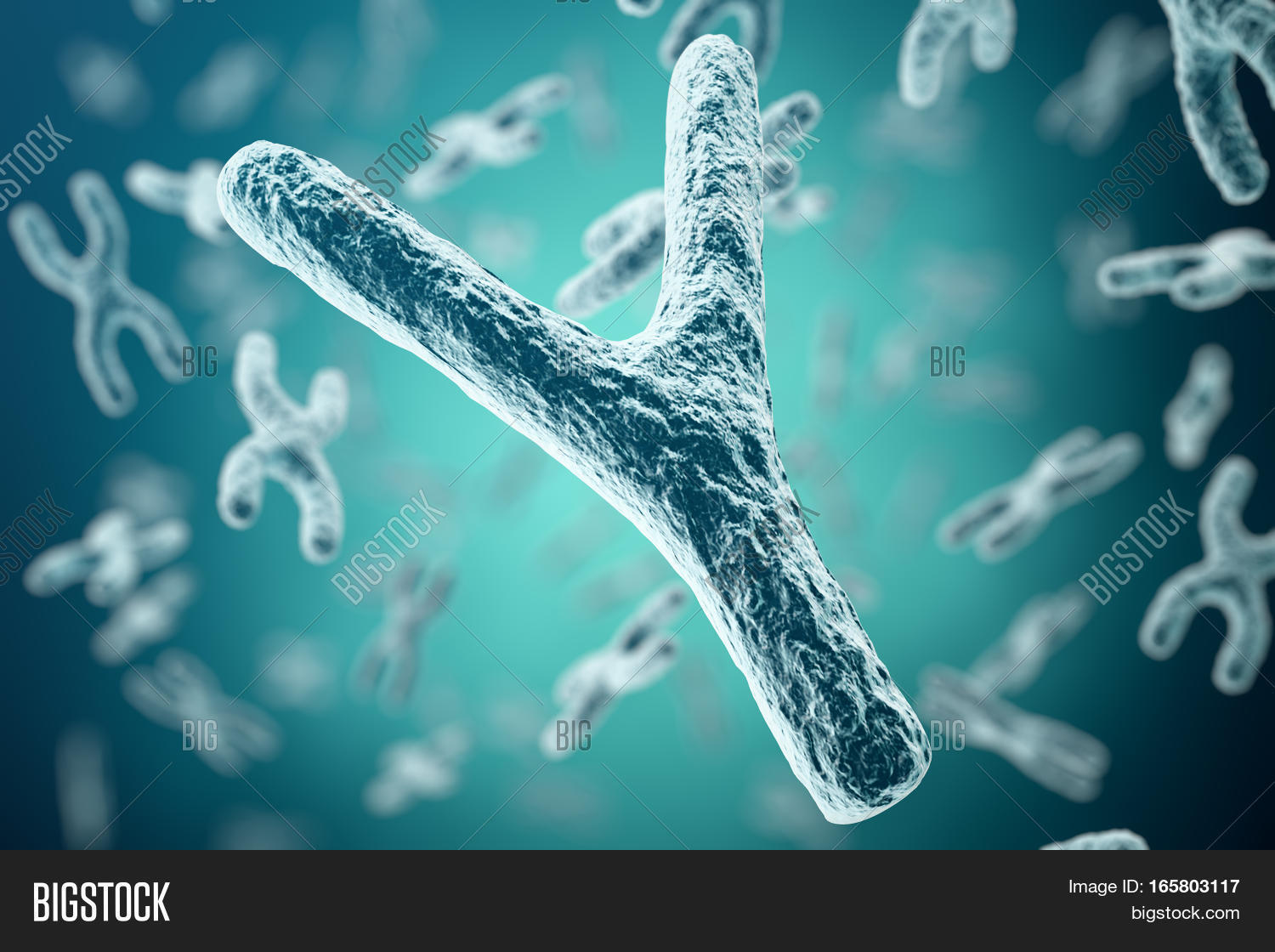 XY-chromosomes On Image & Photo (Free Trial) | Bigstock