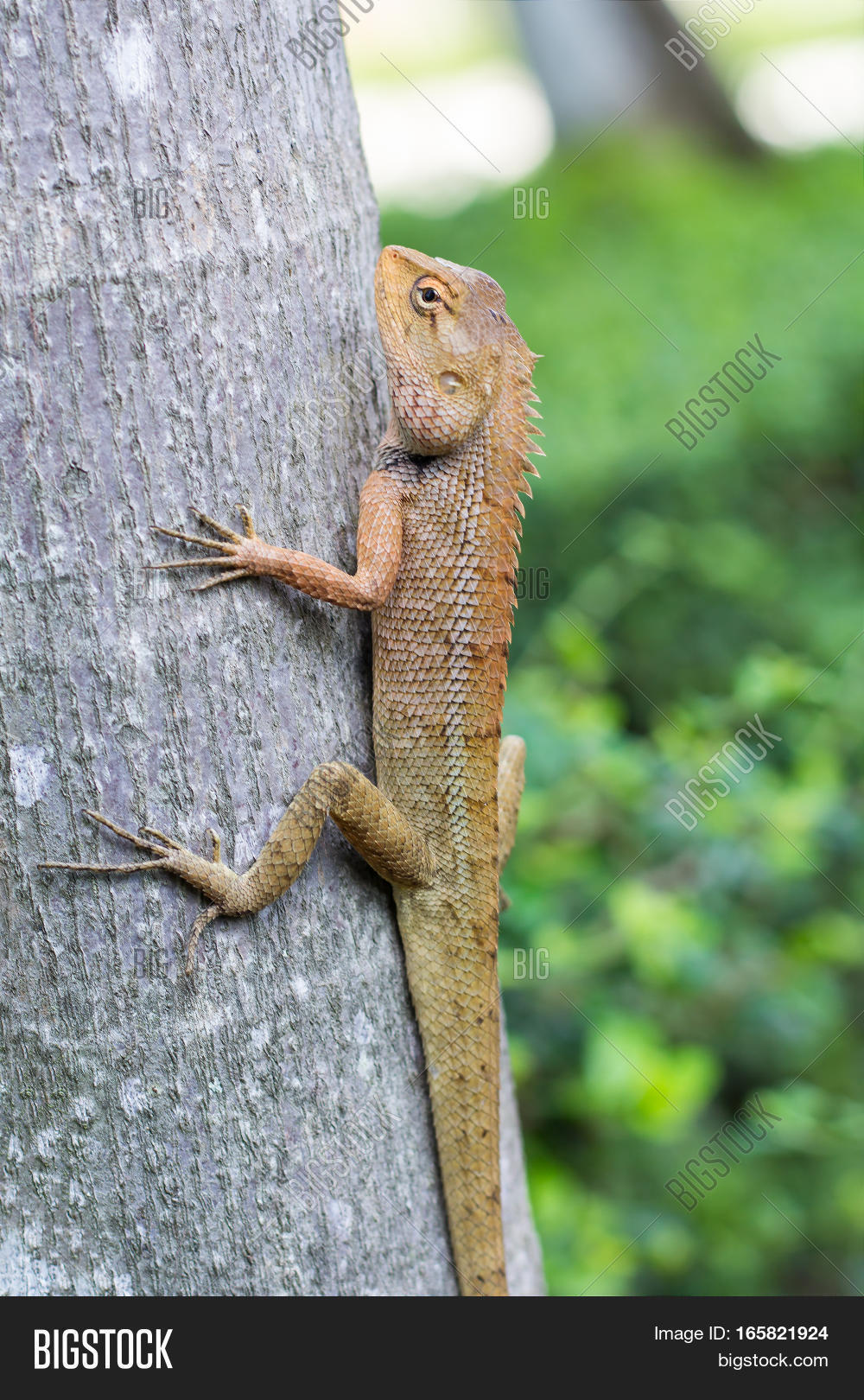 Thai Lizard On Tree. Image & Photo (Free Trial) | Bigstock