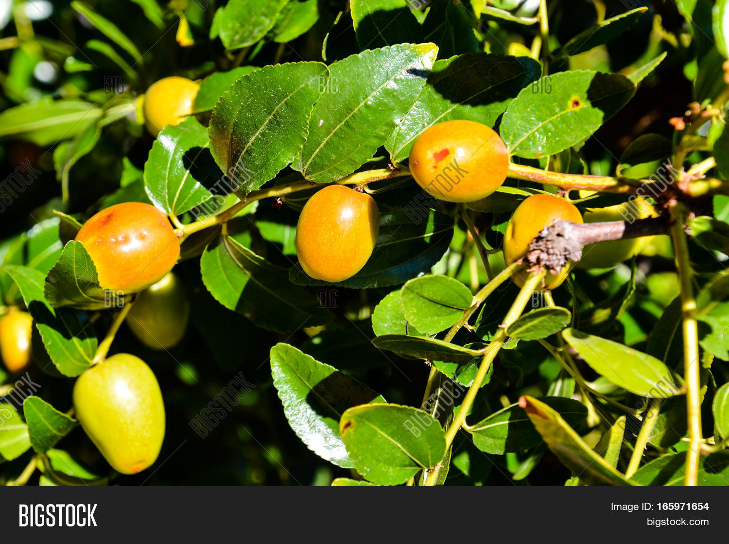 Zizyphus Jujuba Fruit Image & Photo (Free Trial) | Bigstock