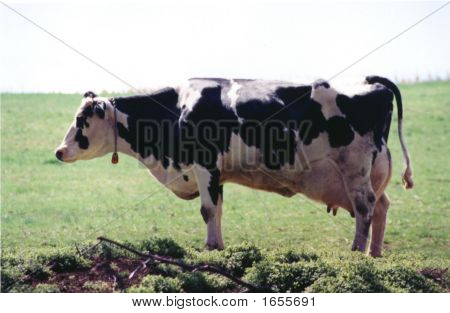 Cow Side View Image & Photo (Free Trial) | Bigstock