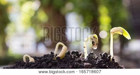 Seed Tree, Seeding, Image & Photo (Free Trial) | Bigstock