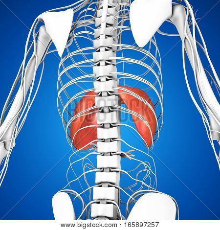 Human Anatomy, Image & Photo (Free Trial) | Bigstock