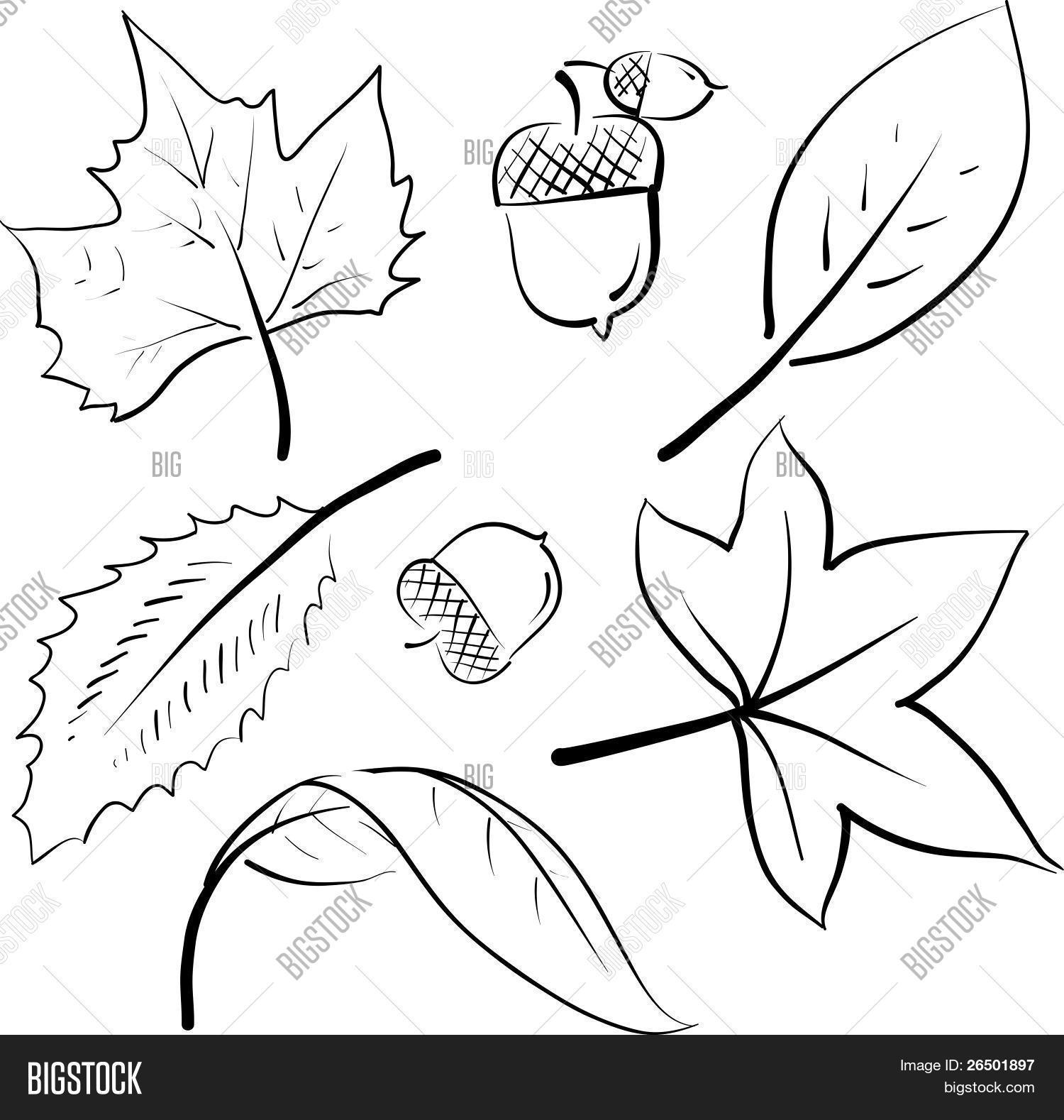 Fall Leaves Acorns Vector & Photo (Free Trial) | Bigstock