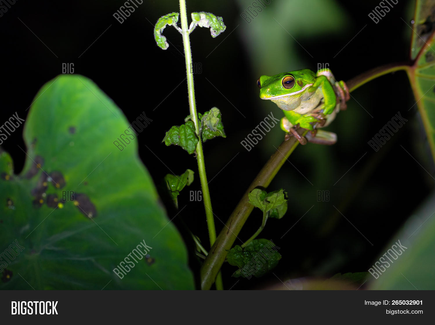 White-lipped Tree Frog Image & Photo (Free Trial) | Bigstock