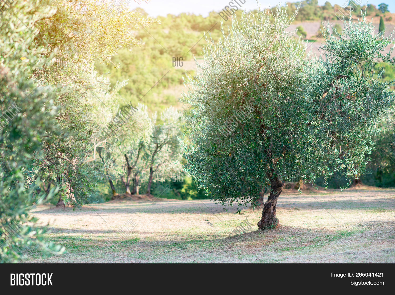Olive Trees. Olive Image & Photo (Free Trial) | Bigstock