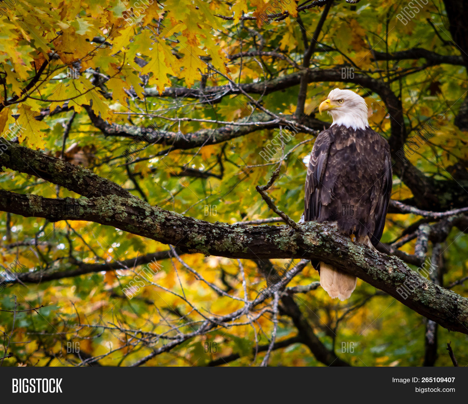 Eagle Fall Oak Tree Image & Photo (Free Trial) | Bigstock