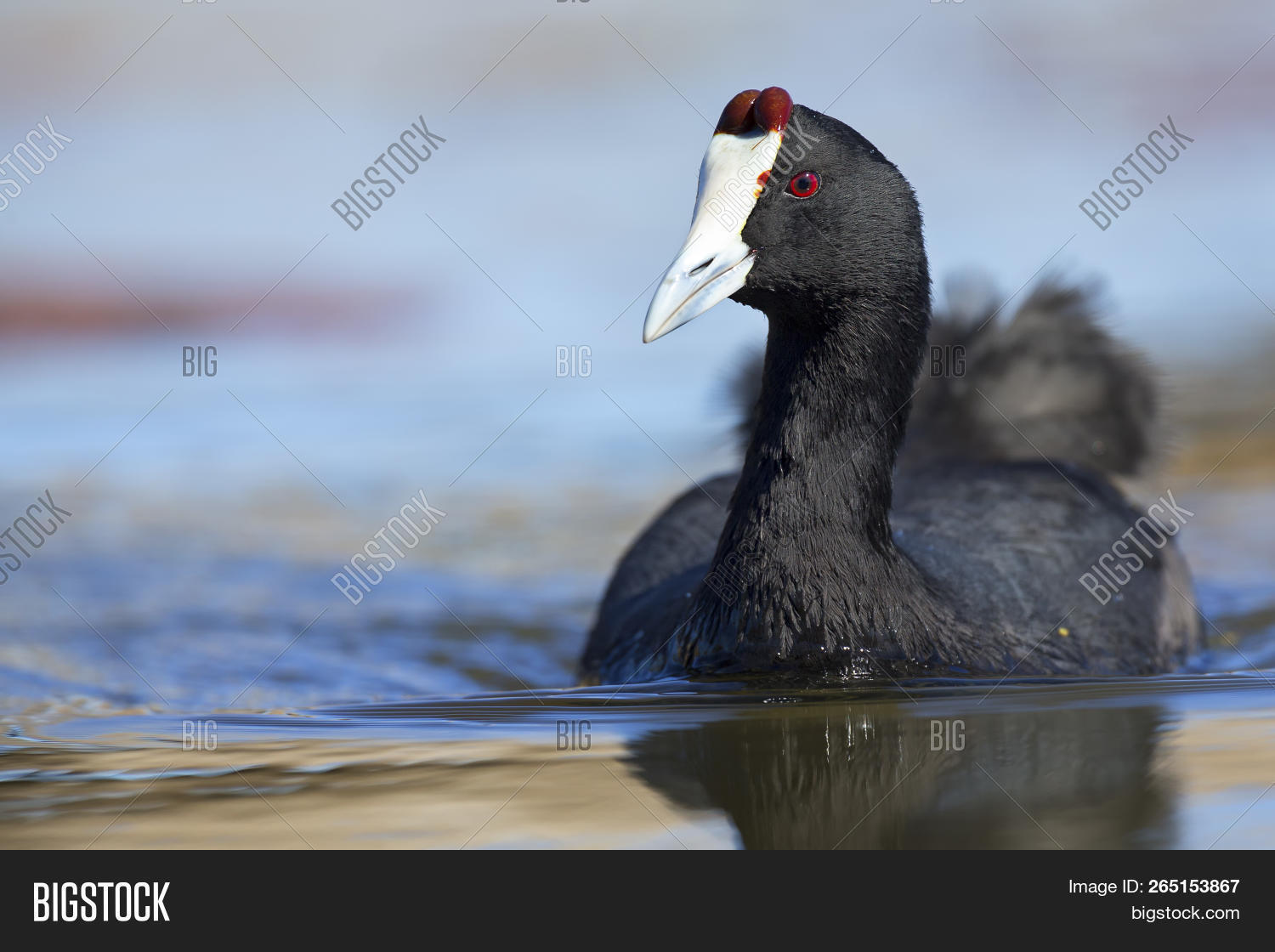 Lone Red Knobbed Coot Image & Photo (Free Trial) | Bigstock