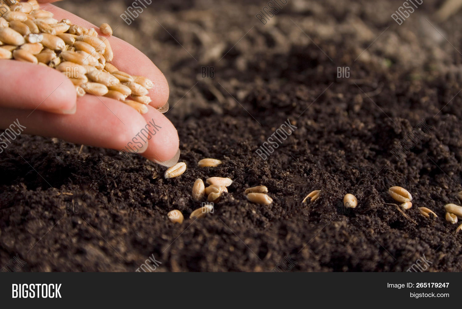Sowing Wheat By Hand Image & Photo (Free Trial) | Bigstock