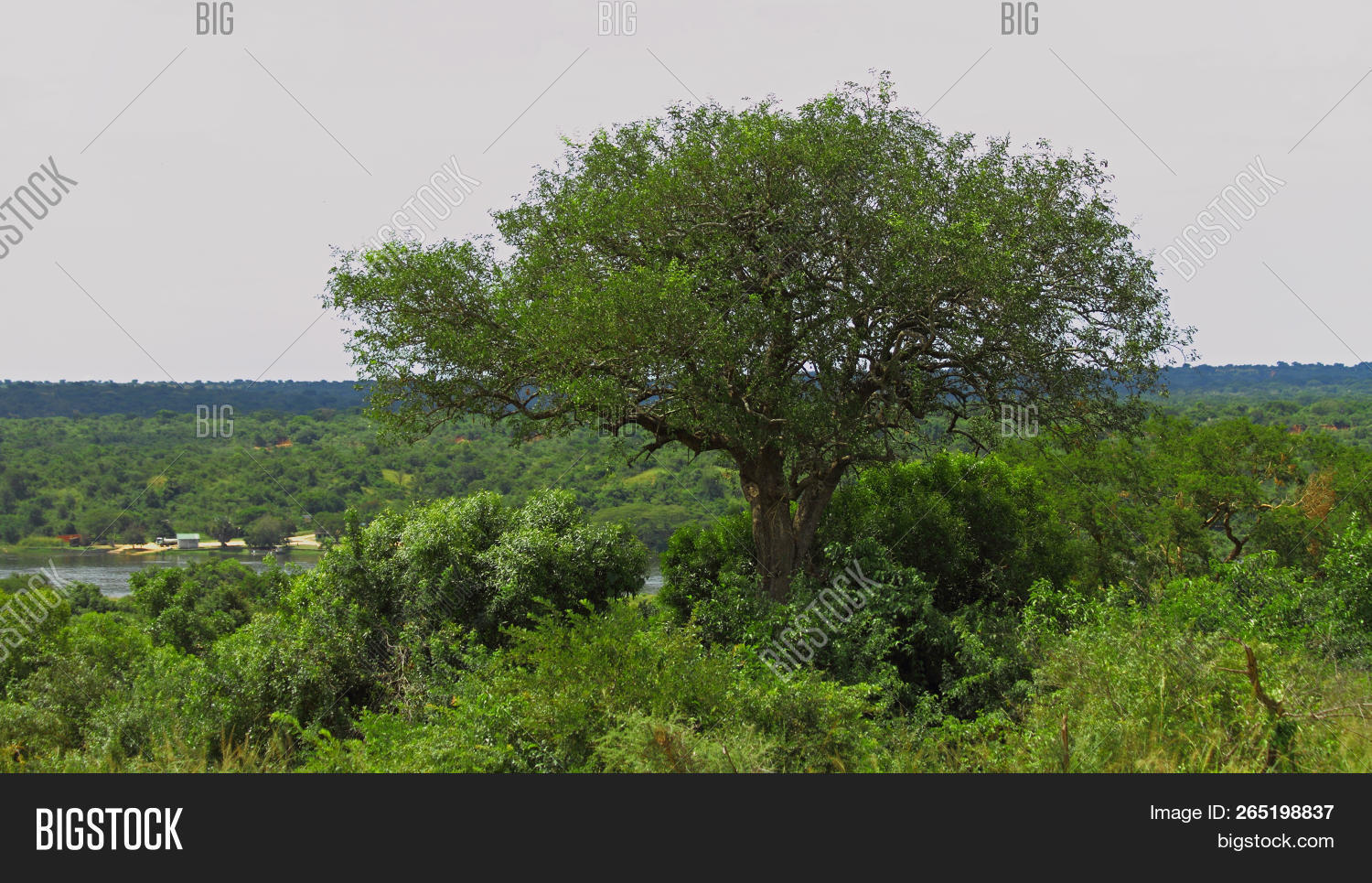 Large Tree Growing Out Image & Photo (Free Trial) | Bigstock