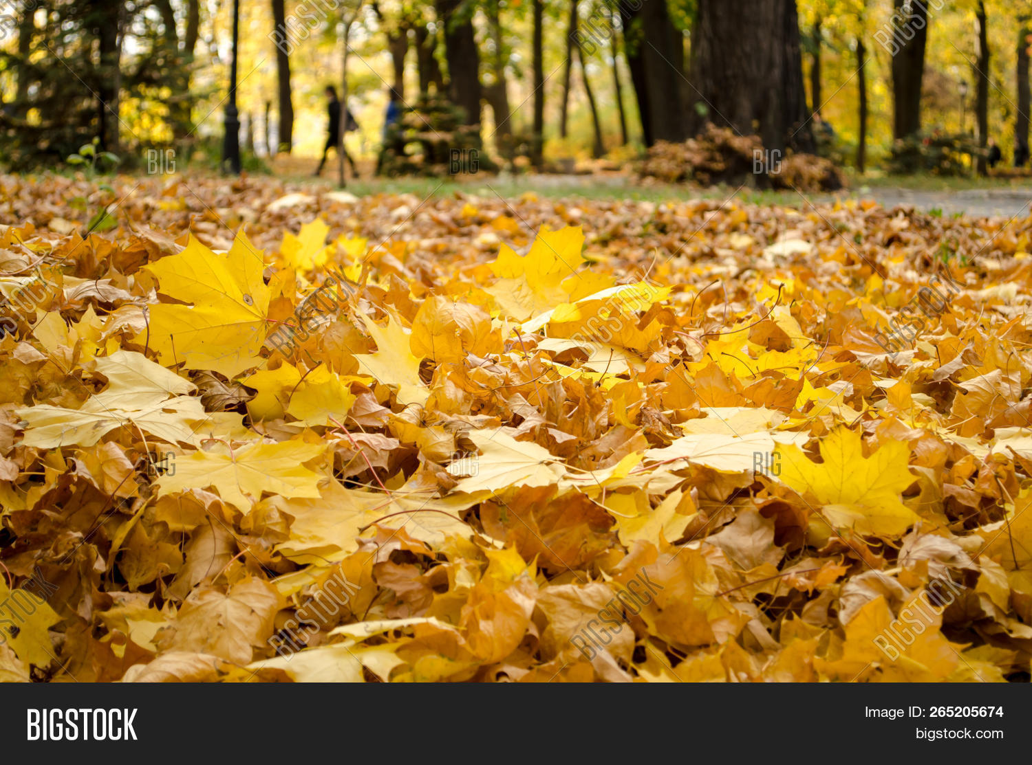 Autumn Yellow Leaves Image & Photo (Free Trial) | Bigstock