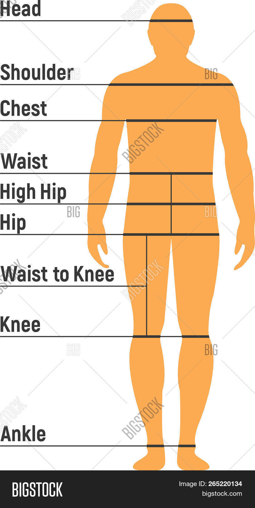 Man Size Chart. Human Vector & Photo (Free Trial) | Bigstock