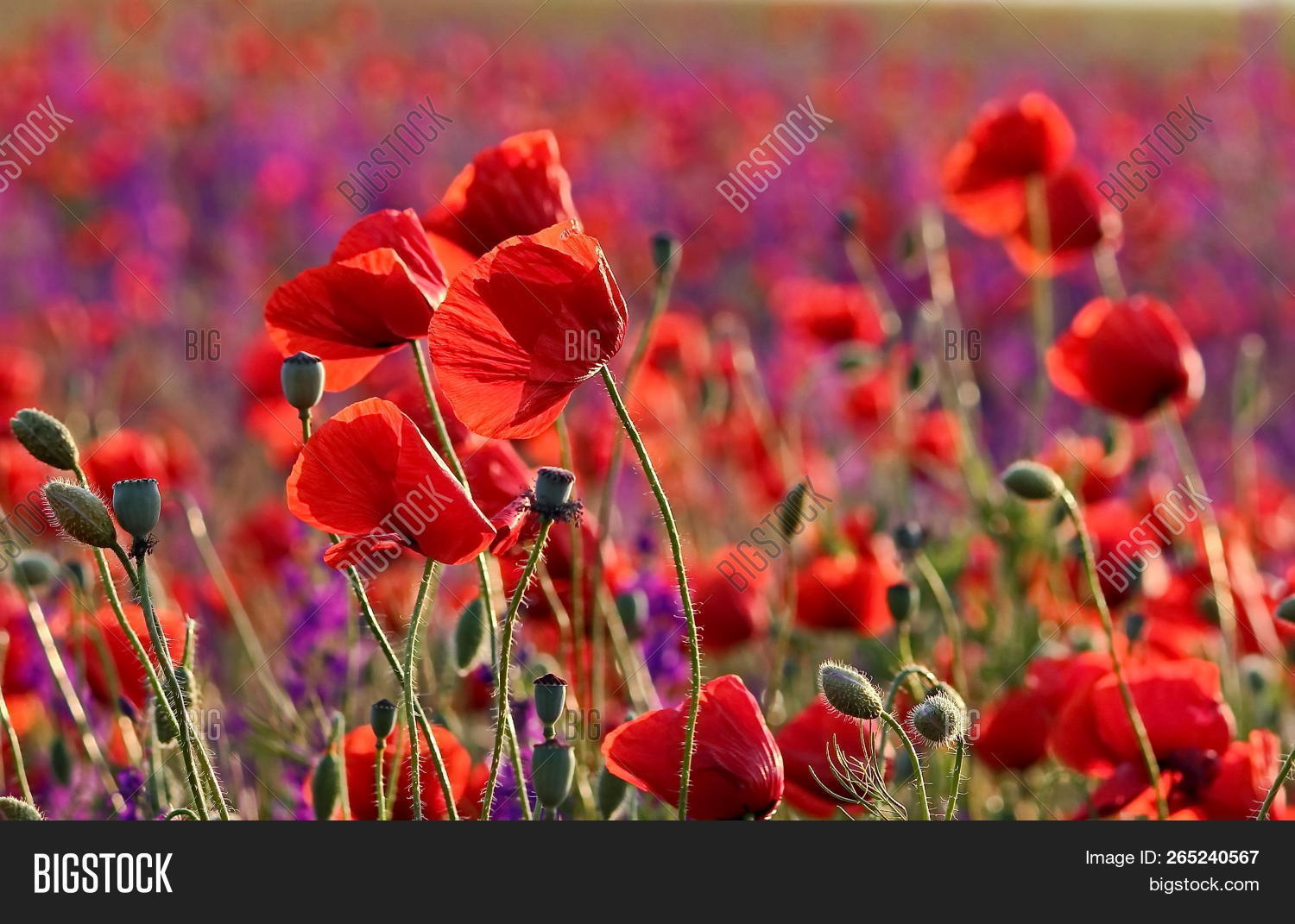 Red Poppy Field. Image & Photo (Free Trial) | Bigstock