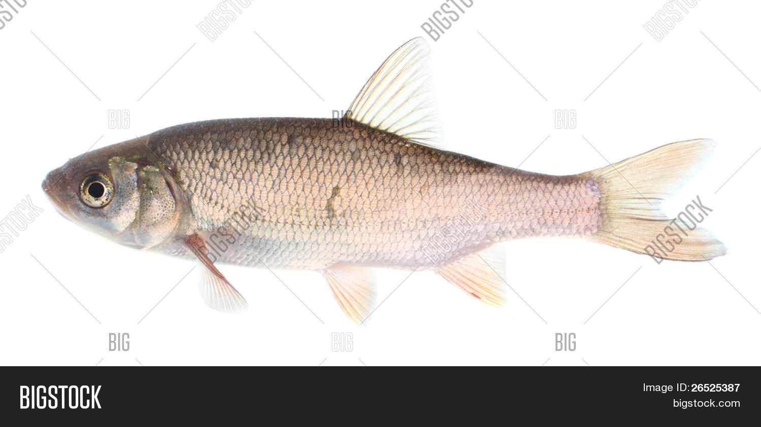 Common Dace (Leuciscus Image & Photo (Free Trial) | Bigstock