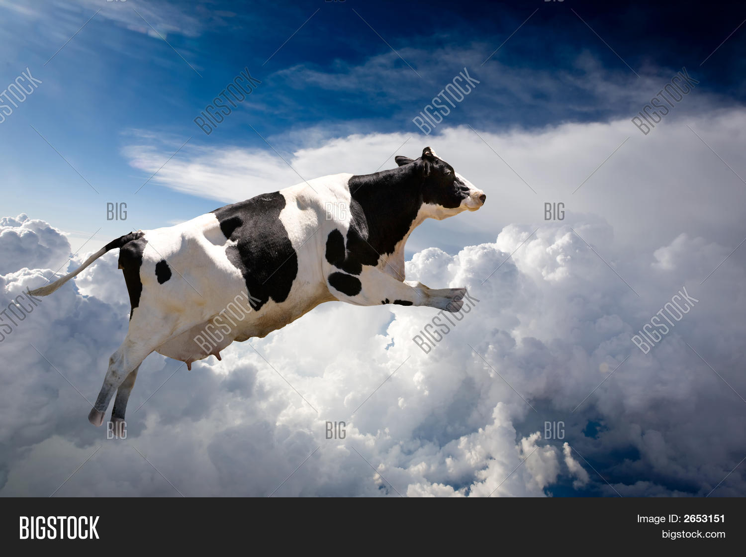 Flying Cow Image & Photo (Free Trial) | Bigstock