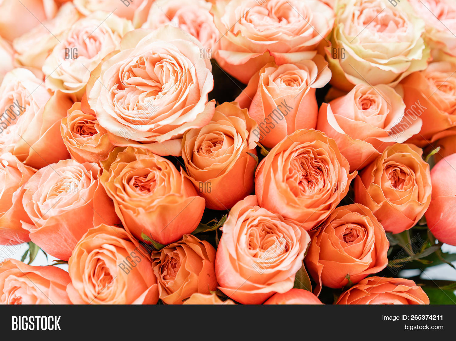 Roses Peach Orange Image & Photo (Free Trial) | Bigstock