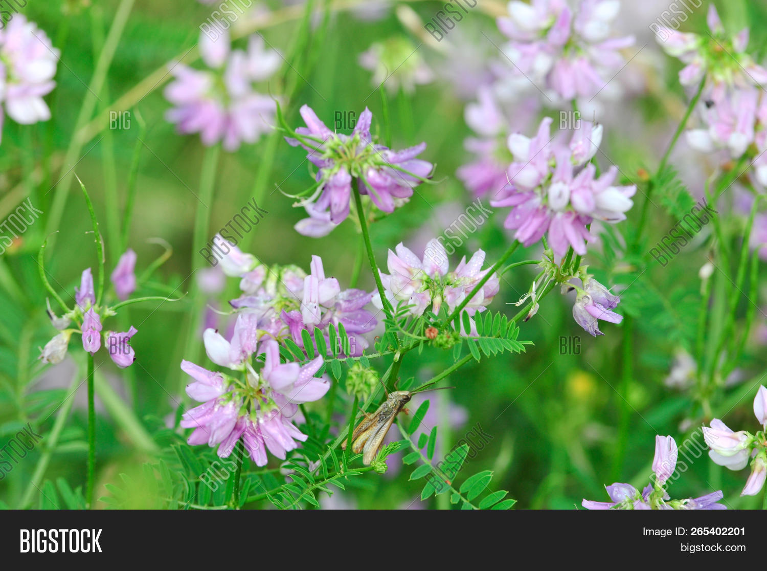 Meadow Flowers, Meadow Image & Photo (Free Trial) | Bigstock
