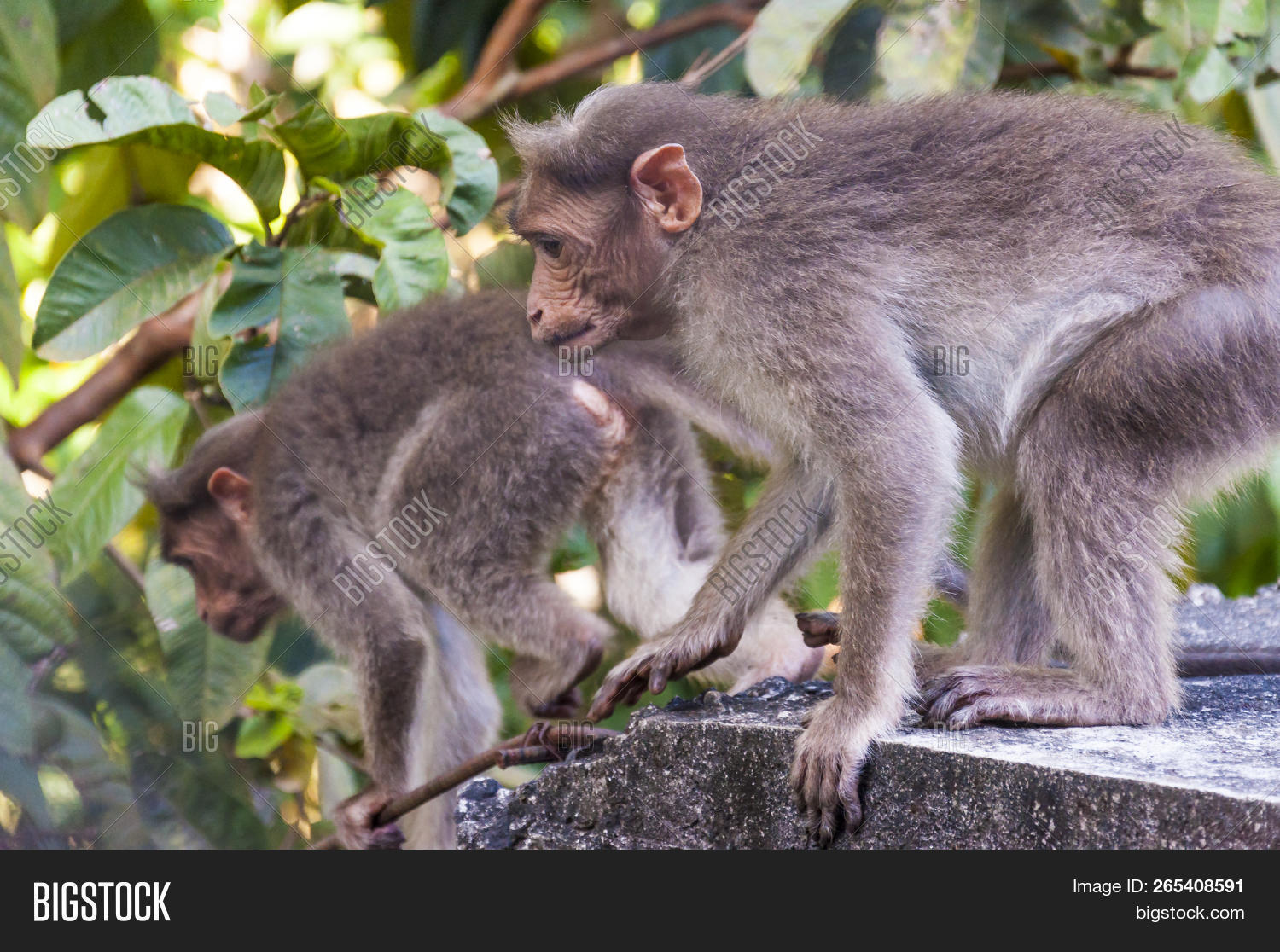 Bonnet Monkey Have Image & Photo (Free Trial) | Bigstock