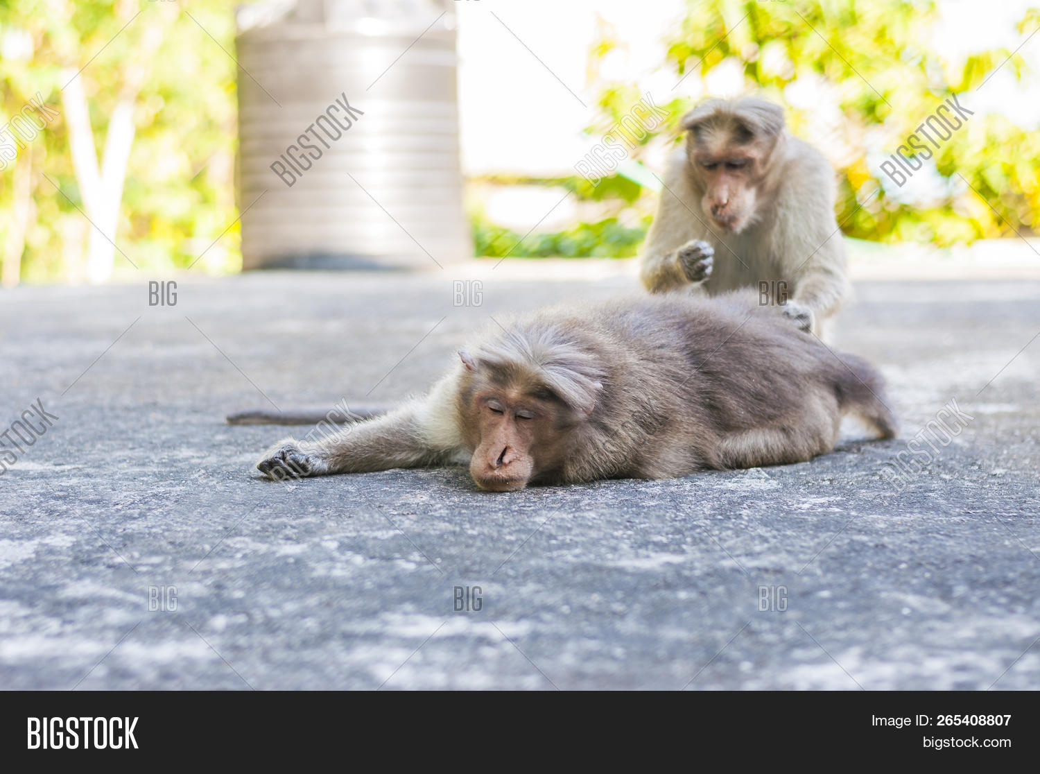 Bonnet Monkey Have Image & Photo (Free Trial) | Bigstock