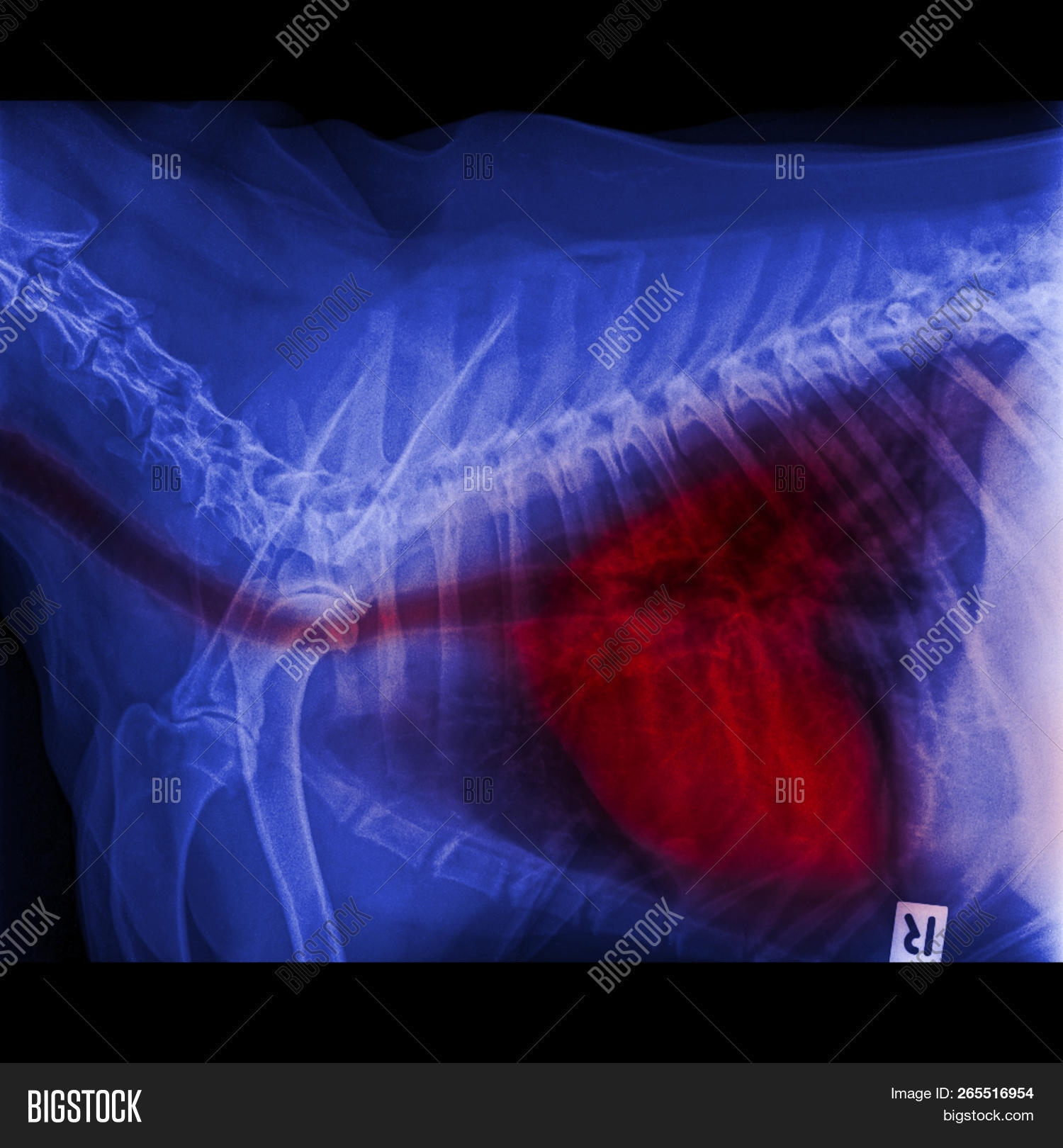 X-ray Dog Anterior Image & Photo (Free Trial) | Bigstock