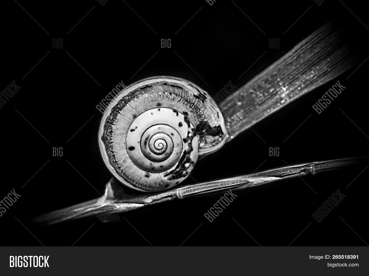 Snail Shell - Black Image & Photo (Free Trial) | Bigstock