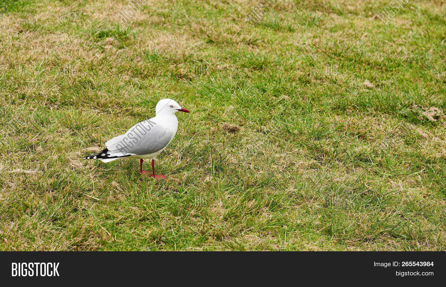 Red Rimmed Seagull Image & Photo (Free Trial) | Bigstock