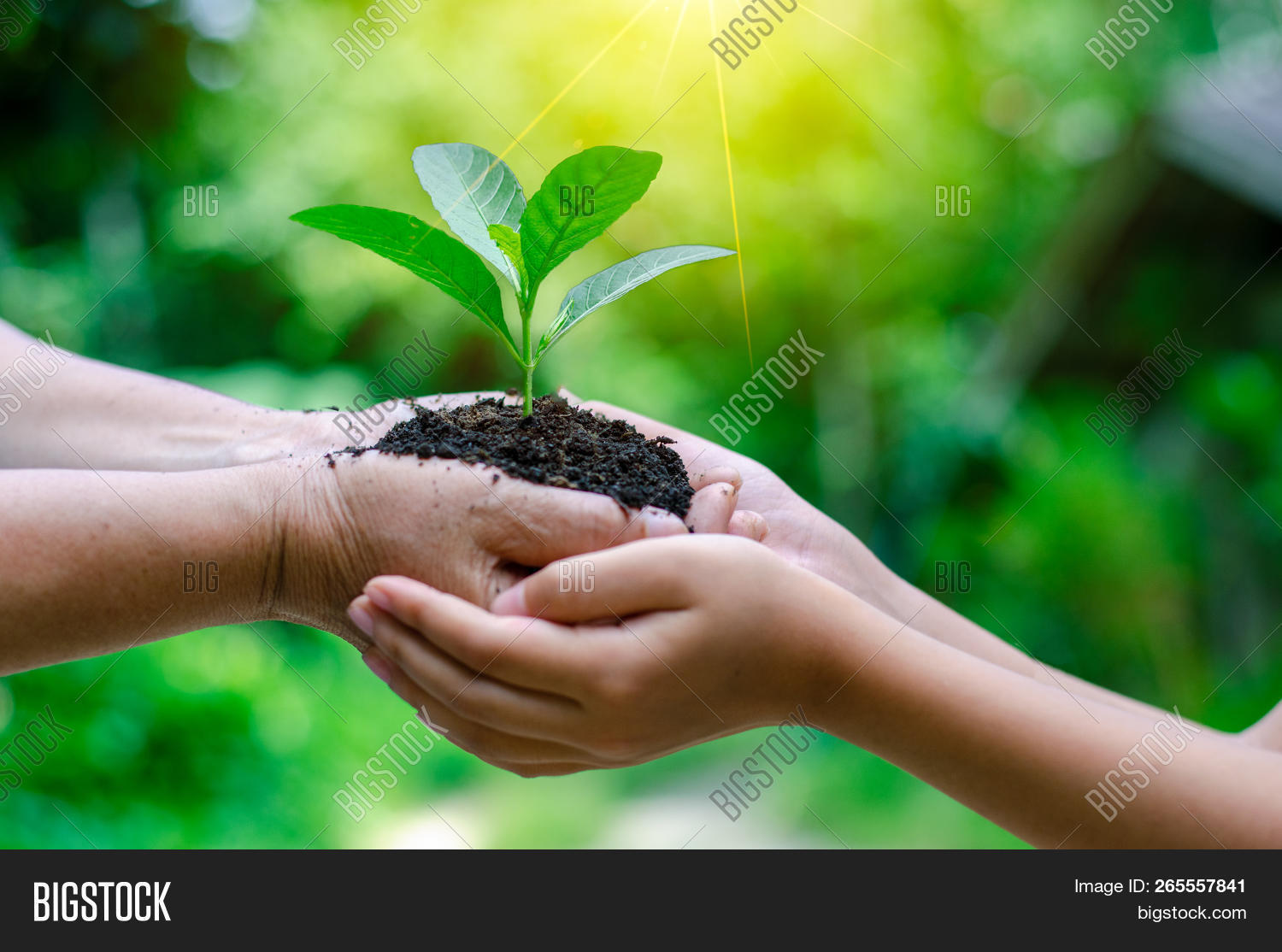 Adults Baby Hand Tree Image & Photo (Free Trial) | Bigstock