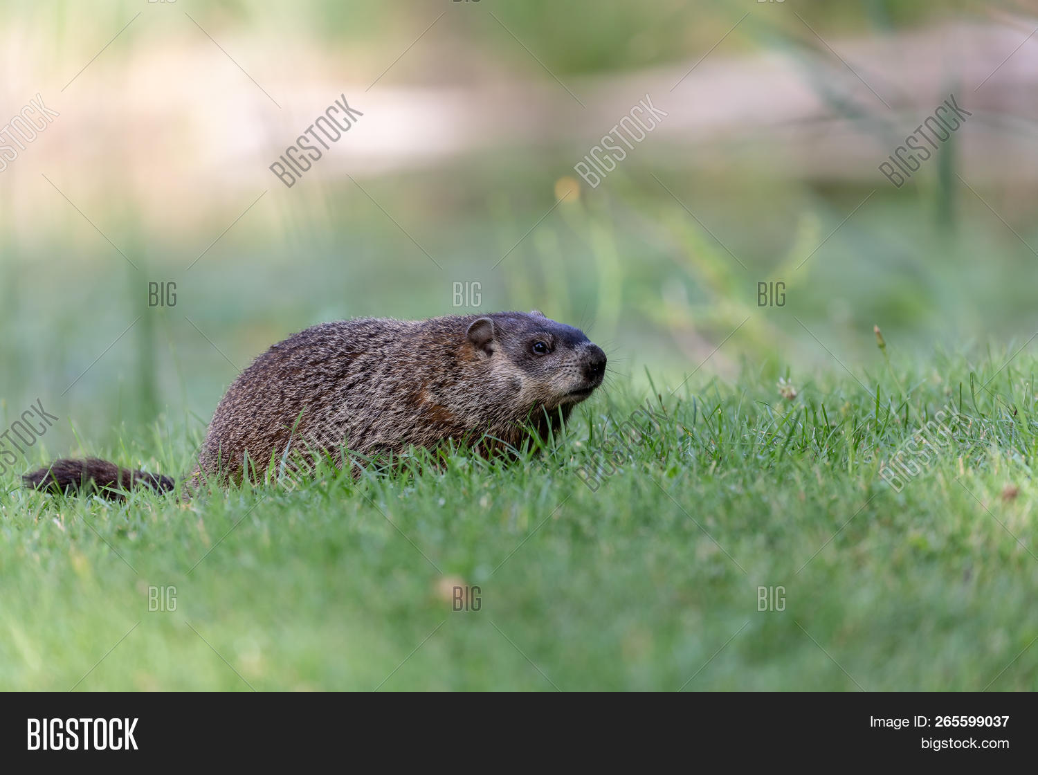 Groundhog On Green Image & Photo (Free Trial) | Bigstock