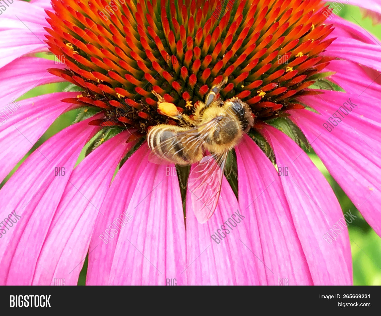 Winged Bee Slowly Image & Photo (Free Trial) | Bigstock