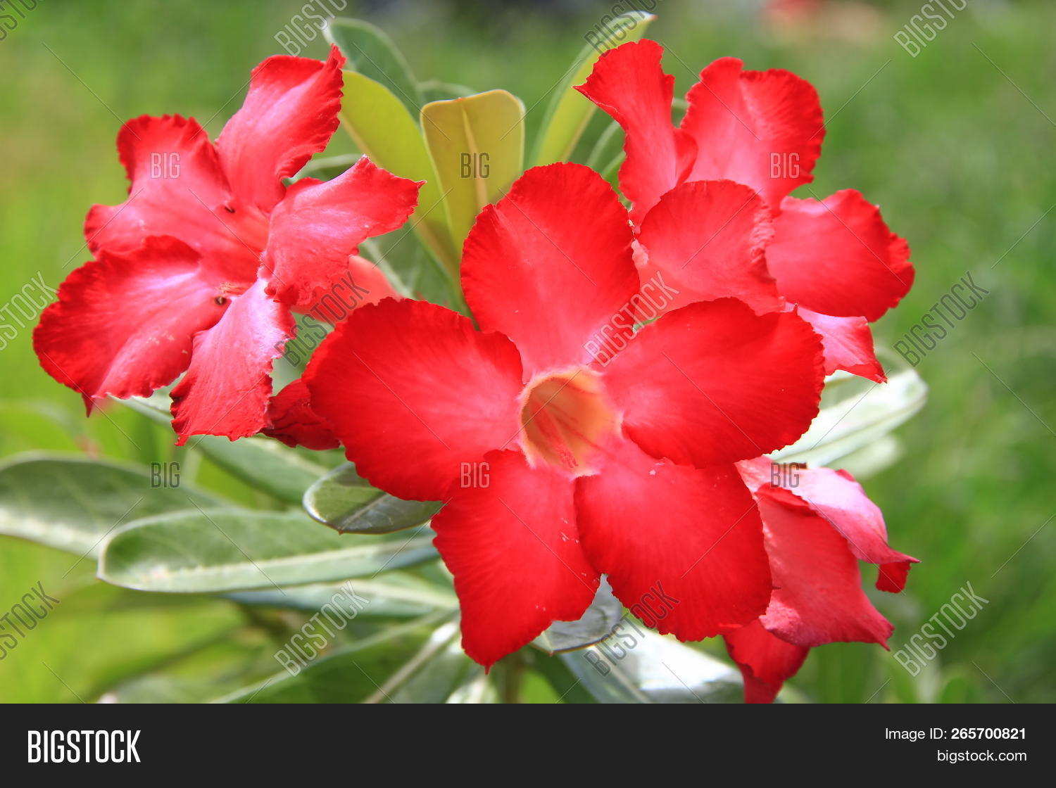 Thai Flower : Adenium Image & Photo (Free Trial) | Bigstock