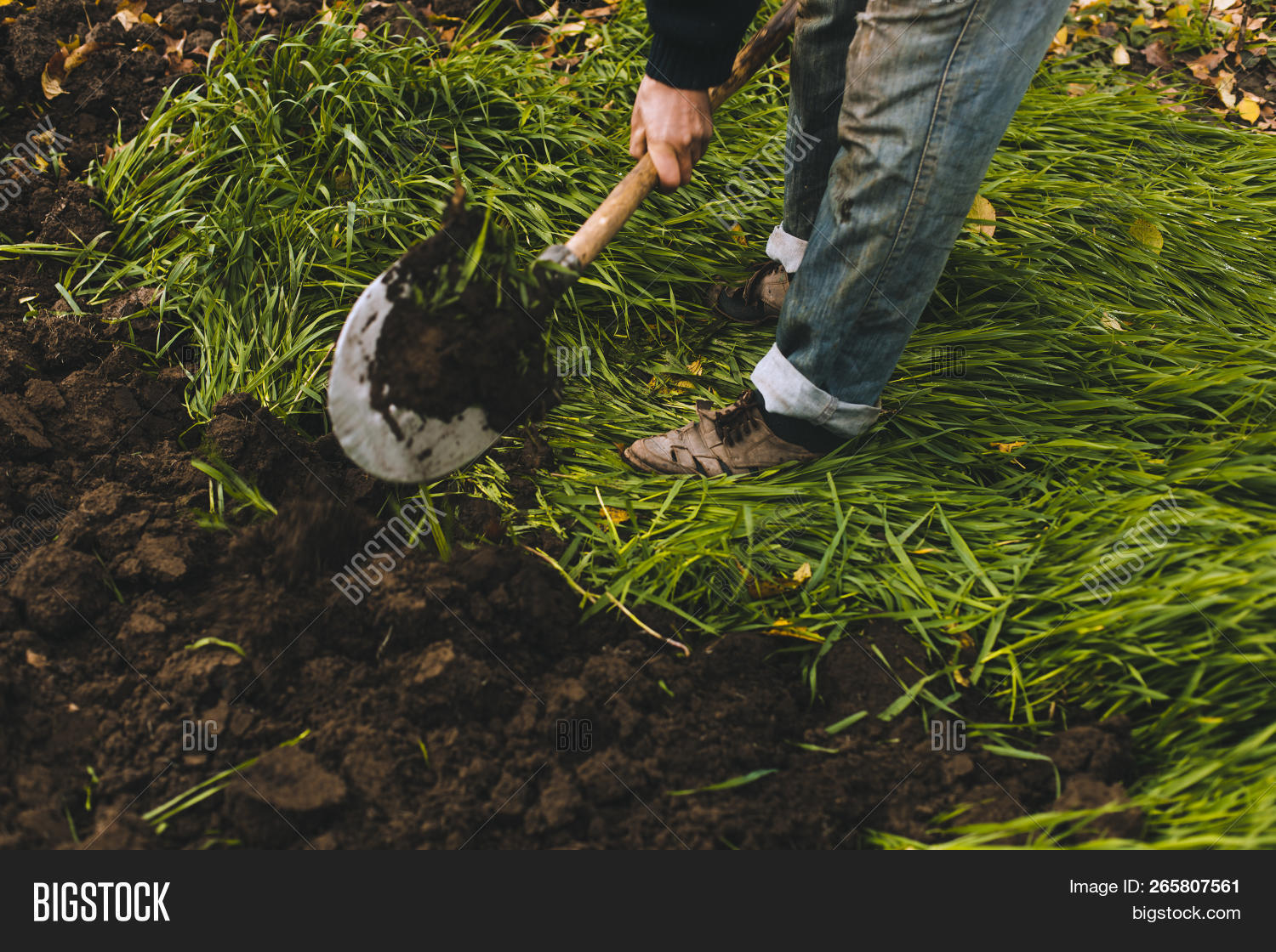 Man Digging Garden. Image & Photo (Free Trial) | Bigstock